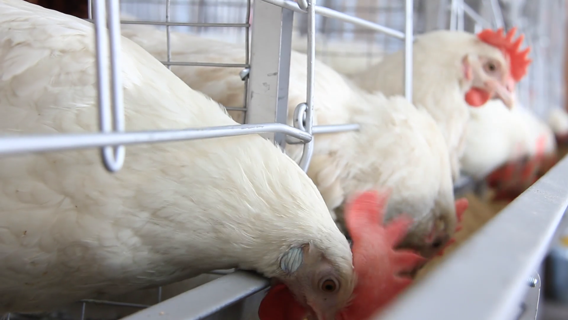 Chickens On Poultry Farm Stock Footage SBV-304828698 - Storyblocks