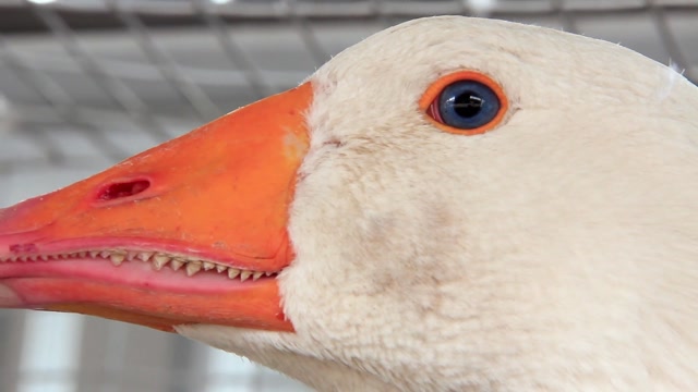 Duck Bill Stock Footage: Royalty-Free Video Clips - Storyblocks