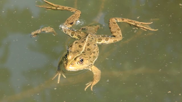 Frog Eating Insect Stock Footage: Royalty-Free Video Clips - Storyblocks