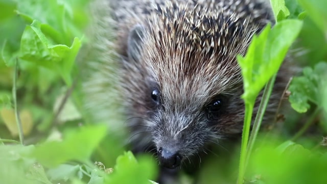 Hedgehog Red Eyes Stock Footage: Royalty-Free Video Clips - Storyblocks