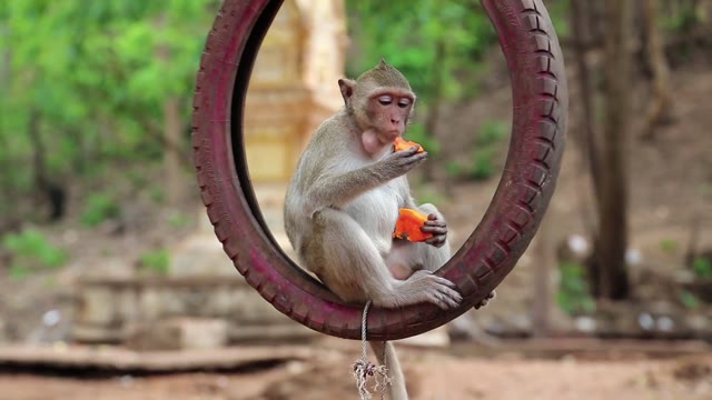 Recess Monkey Stock Footage: Royalty-Free Video Clips - Storyblocks