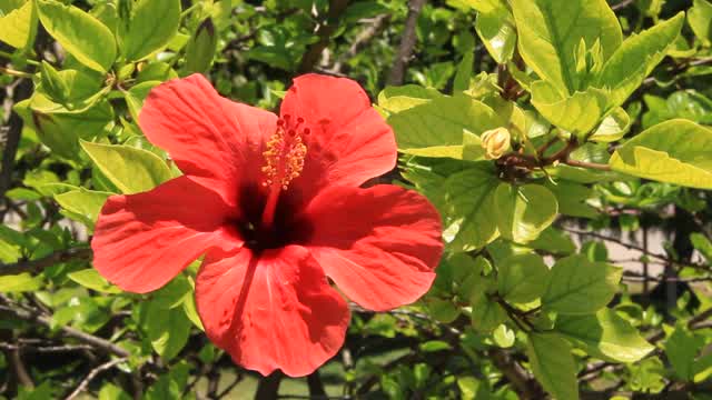 Dominican Republic Flower Stock Footage: Royalty-Free Video Clips ...