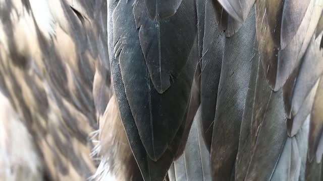 Feather Explosion Stock Footage: Royalty-Free Video Clips - Storyblocks