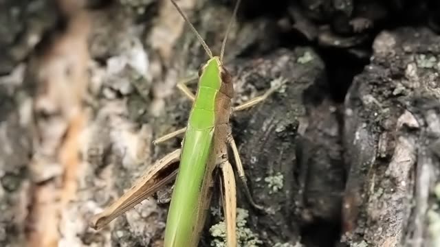 Crickets Animal Stock Footage: Royalty-Free Video Clips - Storyblocks