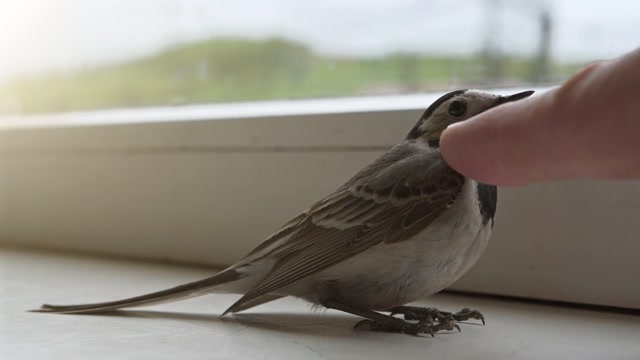 Bird Flying Into Window Stock Footage: Royalty-Free Video Clips ...