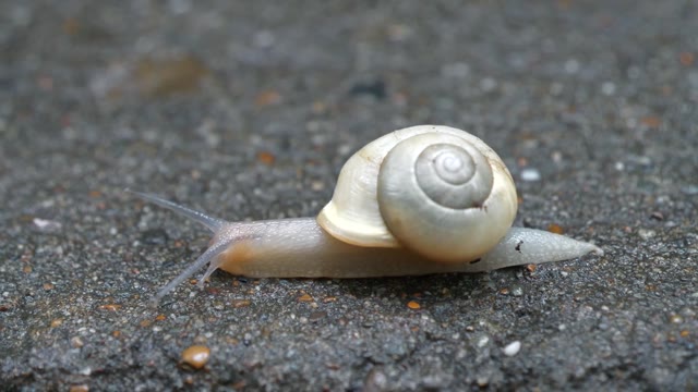 Slow Boy Stock Footage: Royalty-Free Video Clips - Storyblocks