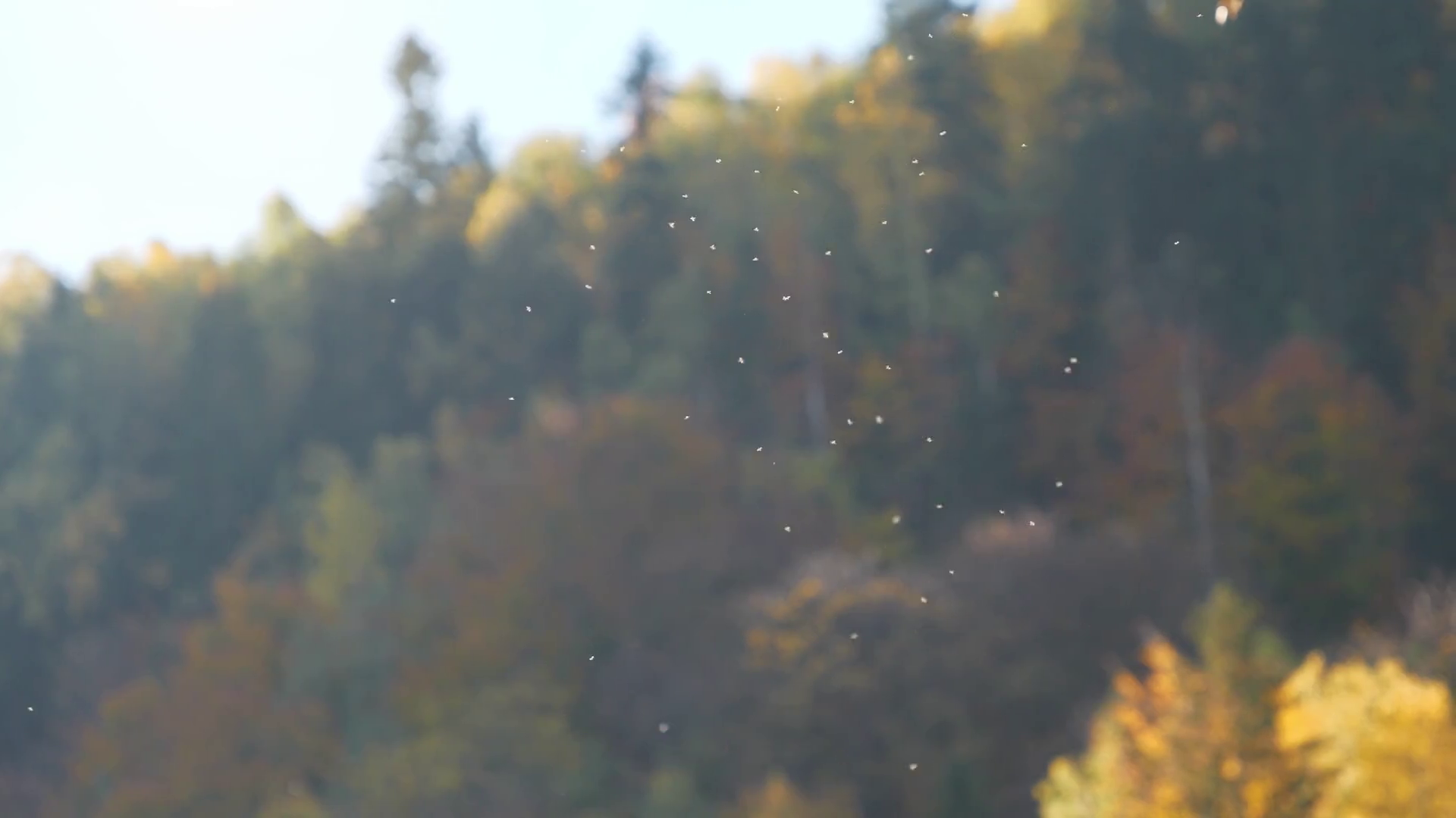 Swarm Of Flying Insects On Nature Stock Footage SBV-347317779 - Storyblocks