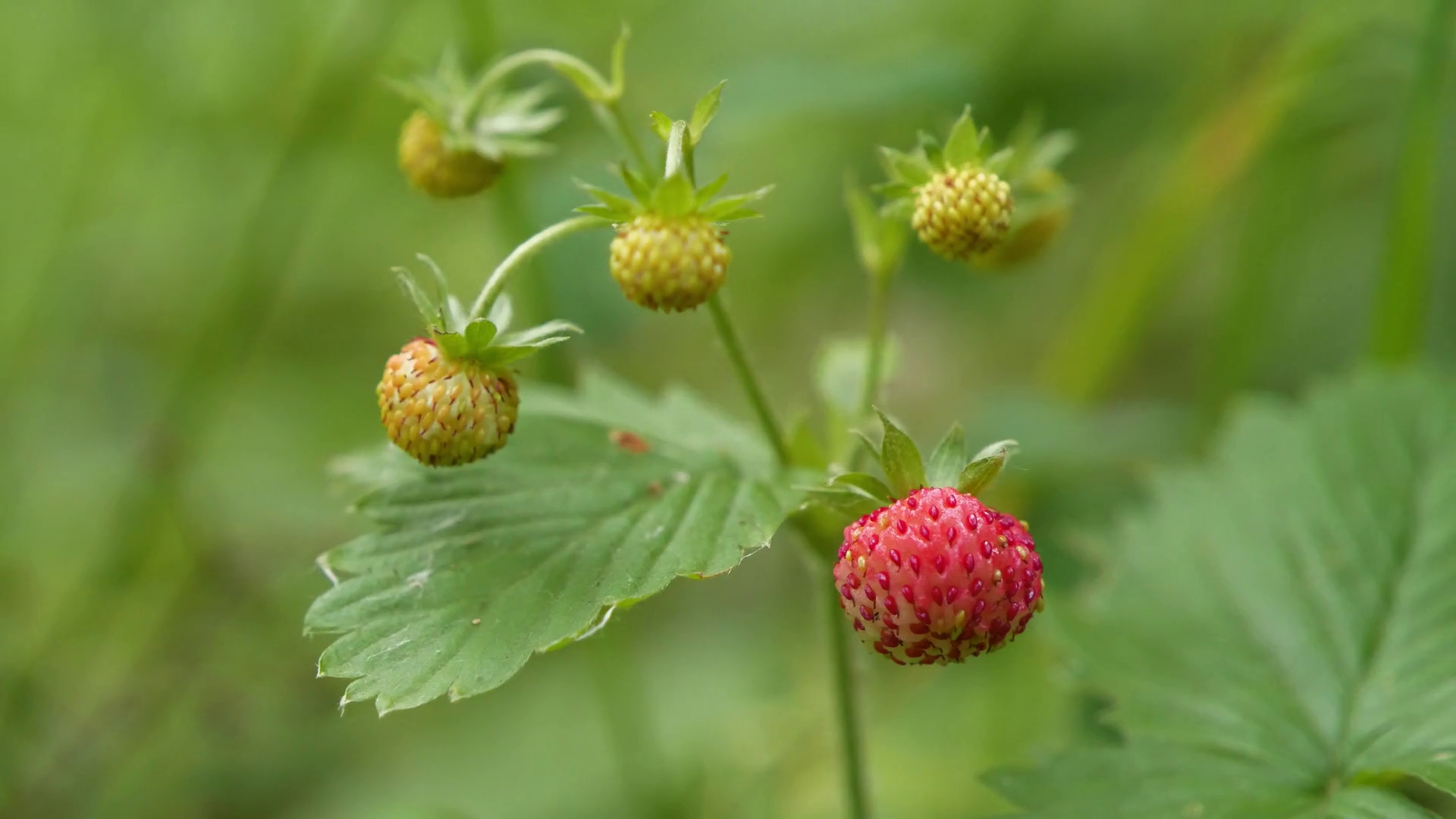 Wild Strawberries In Woods Stock Footage SBV-348745986 - Storyblocks