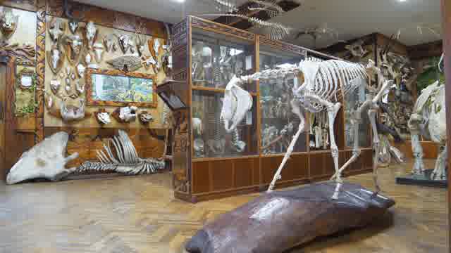Human Body Anatomy | Animals stock footage - Storyblocks