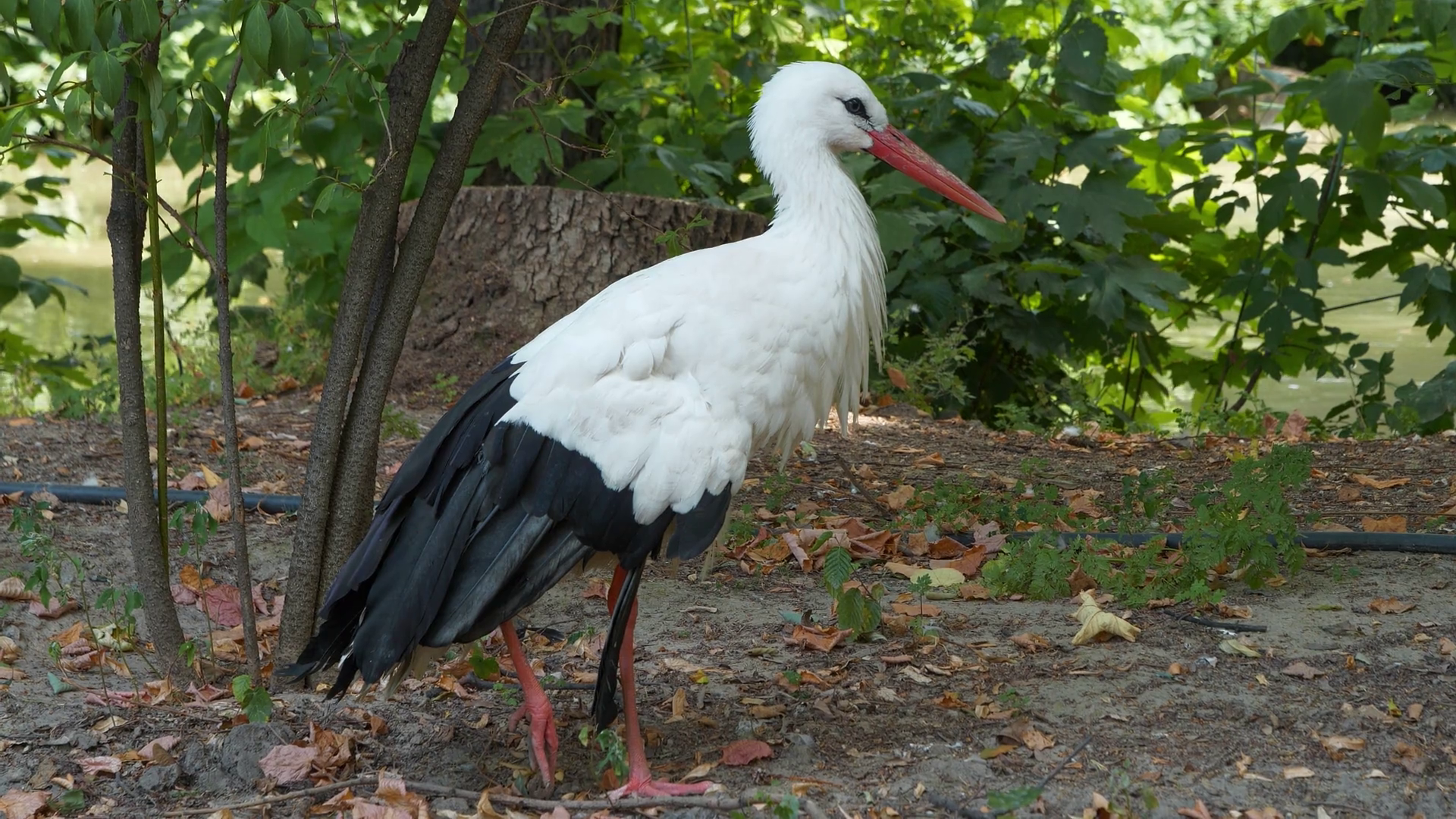 White Stork In Zoo Storks - Large Stock Footage SBV-353239218 - Storyblocks