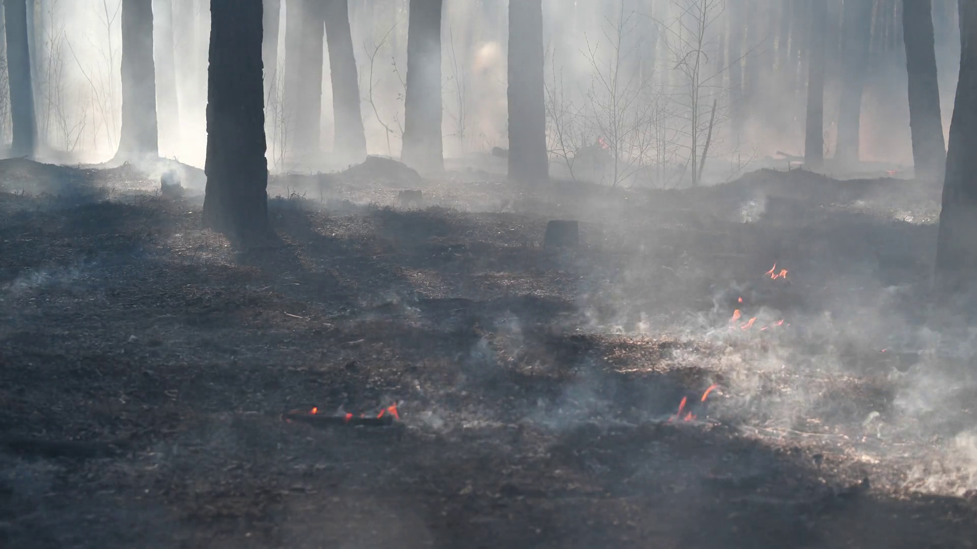 Black Scorched Earth Fire In Forest Stock Footage SBV-338406434 ...