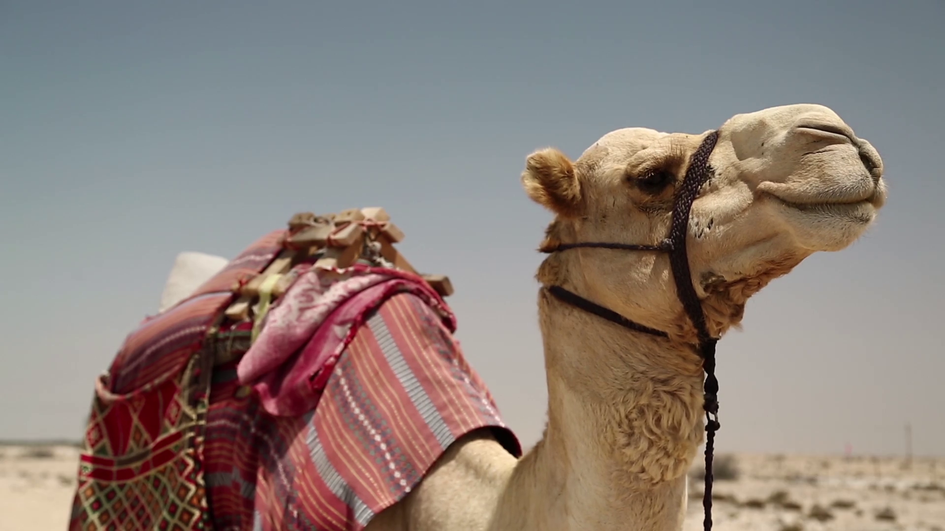 Camel in desert in Qatar, Persian Gulf, Arabian Peninsula Stock Video ...