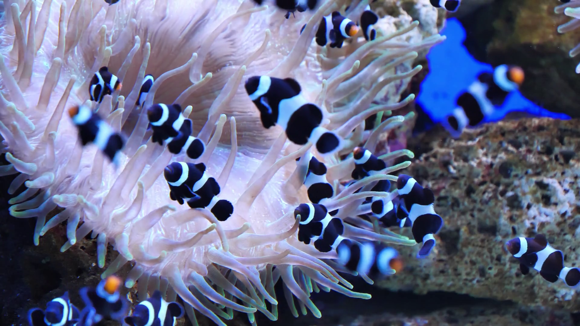 Colorful Coral Fish In Aquarium Stock Footage SBV-337938447 - Storyblocks