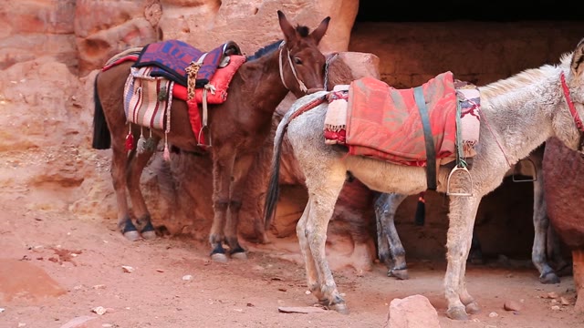 Mule Stock Footage: Royalty-Free Video Clips - Storyblocks