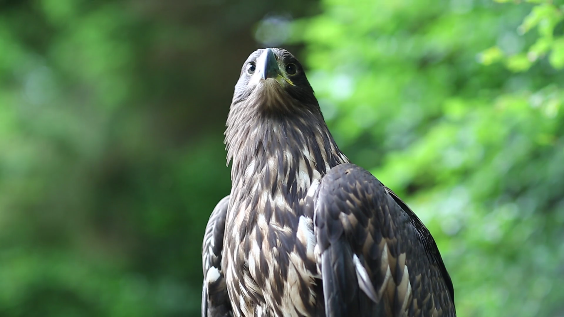 Sea eagle. Female eagle, bird of prey in the forest Stock Video Footage ...