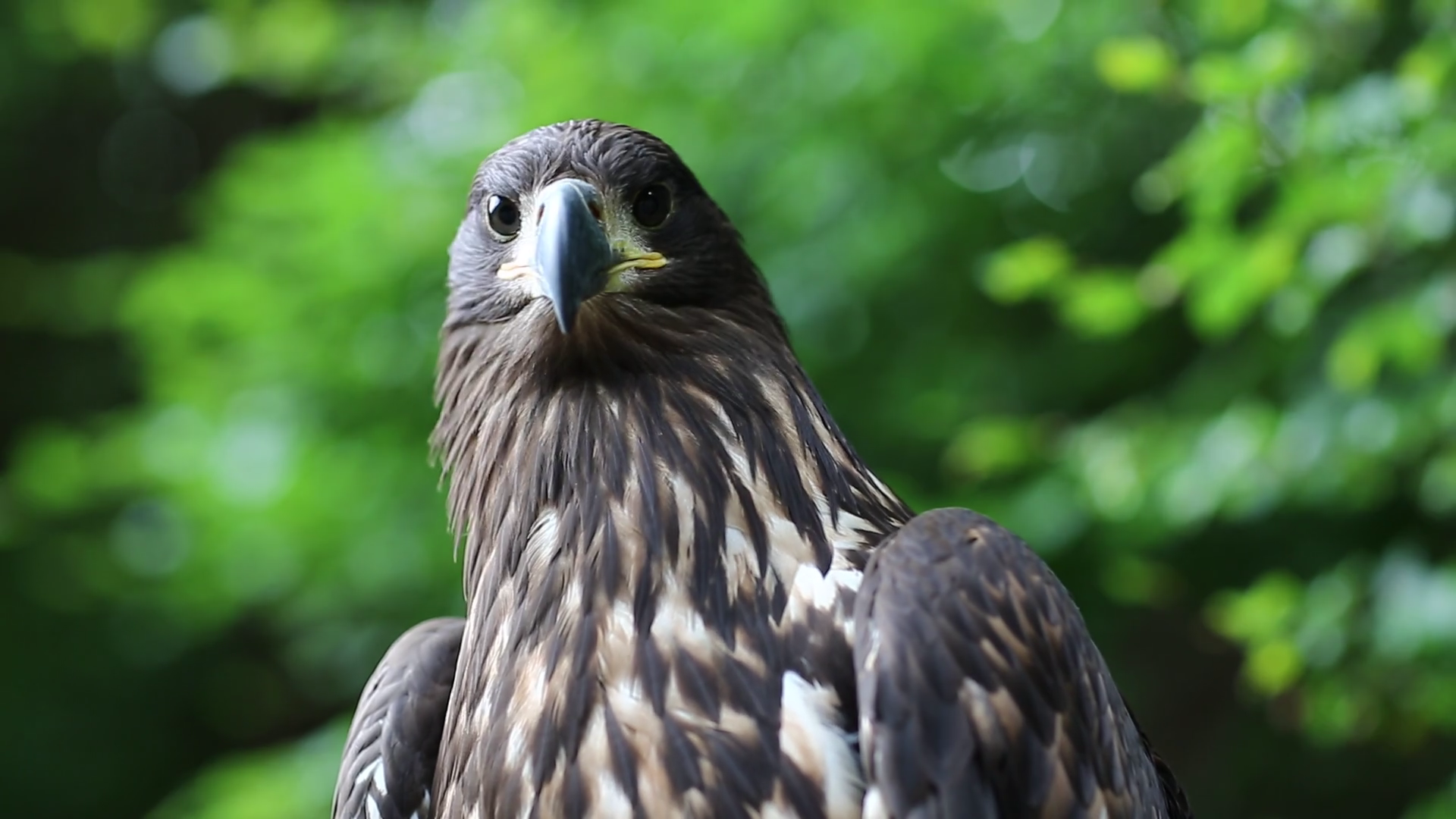 Sea eagle. Female eagle. Bird of prey looks around Stock Video Footage ...