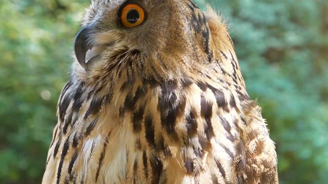 Owl Head Turn Stock Footage: Royalty-Free Video Clips - Storyblocks