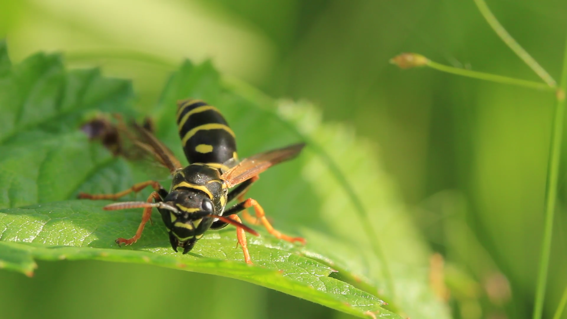 Wasp Video Stock Footage Stock Footage SBV-304832348 - Storyblocks