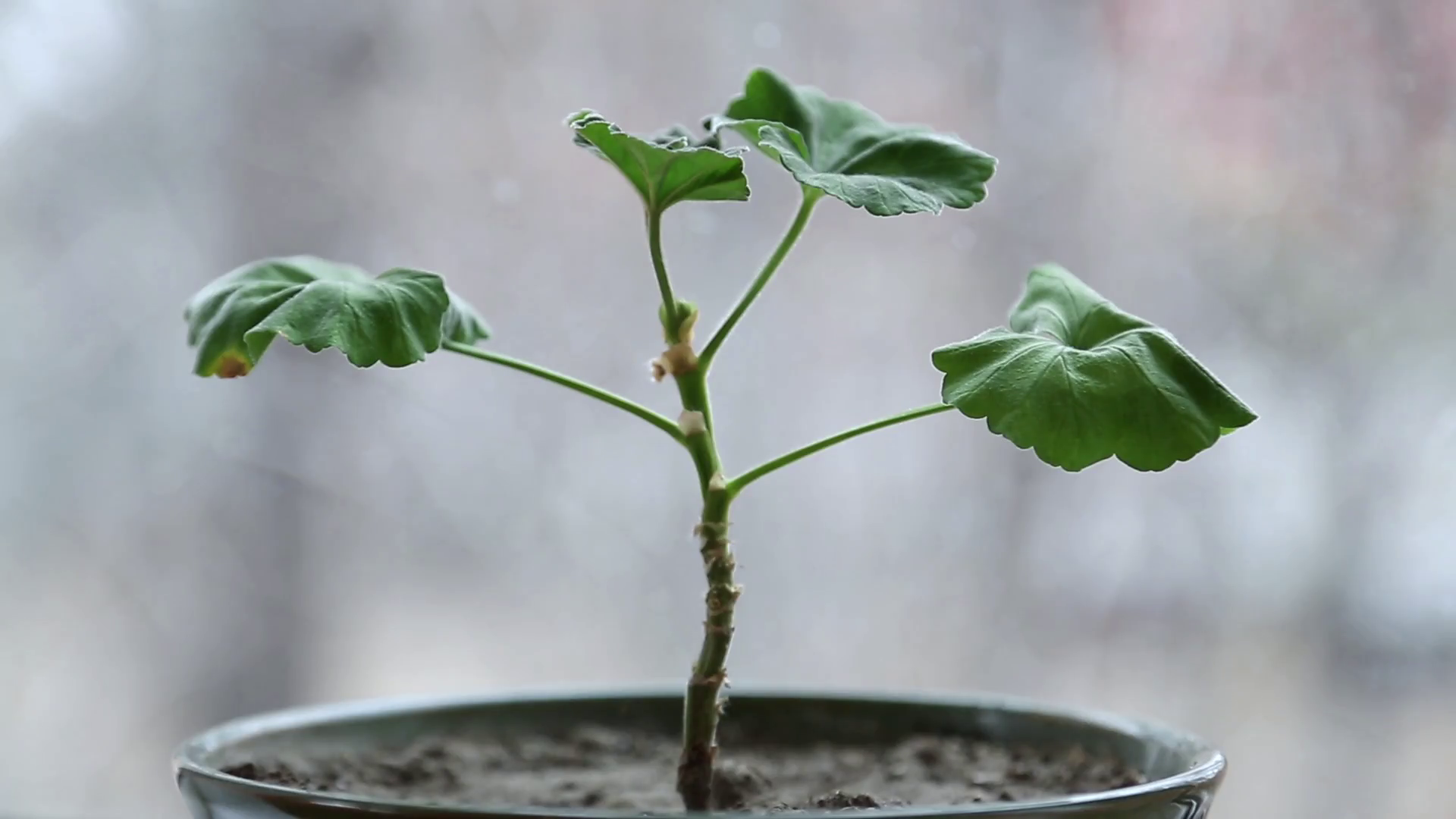 Waterdrops Falling Down Flower Round Green Stock Footage SBV-304883821 ...