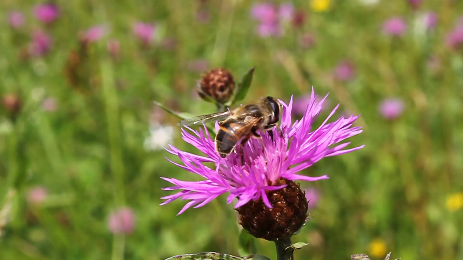Worker Bee On Pink Flower Stock Footage SBV-304810813 - Storyblocks
