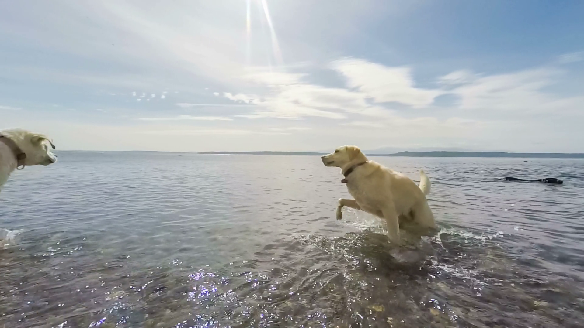 Group Of Dogs Playing In Water At Public Stock Footage SBV-306623729 ...