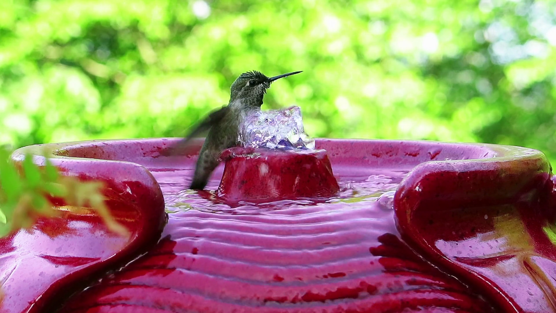 Hummingbird taking a bath in a red fountain Stock Video Footage ...