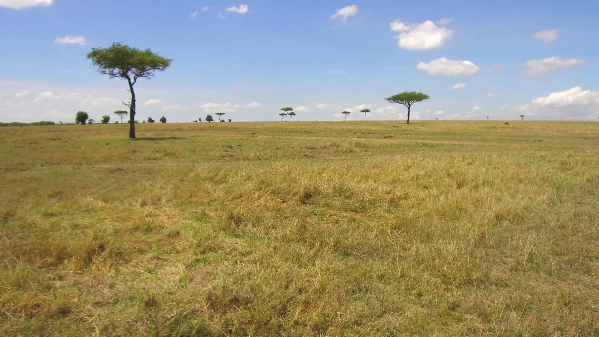 Nature Landscape Safari Environment Wildlife Stock Footage SBV ...