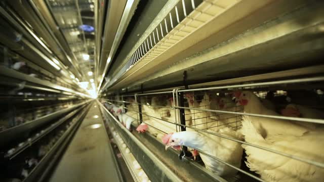 Factory Farming Stock Footage: Royalty-Free Video Clips - Storyblocks