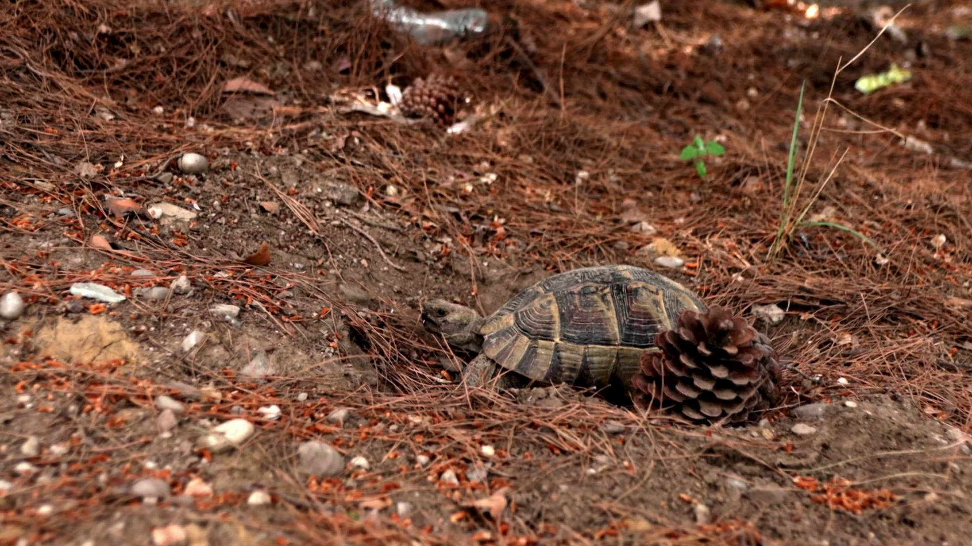 Turtle Heading To Forest Stock Footage SBV-348371295 - Storyblocks