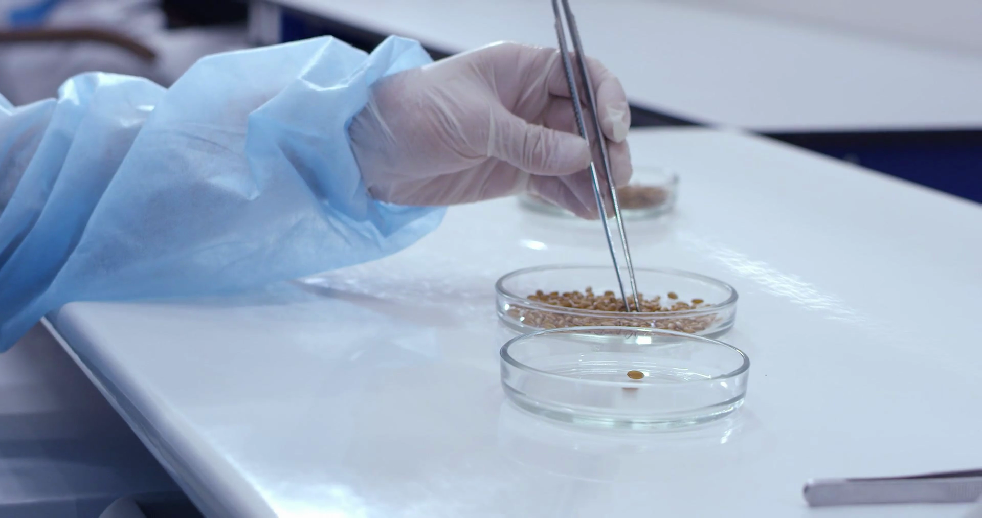 A scientist is checking the quality of wheat seeds with a tweezers in ...