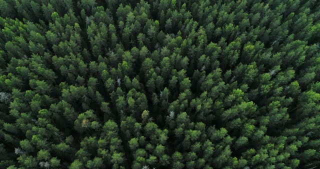 Aerial Pine Trees Stock Footage: Royalty-Free Video Clips - Storyblocks