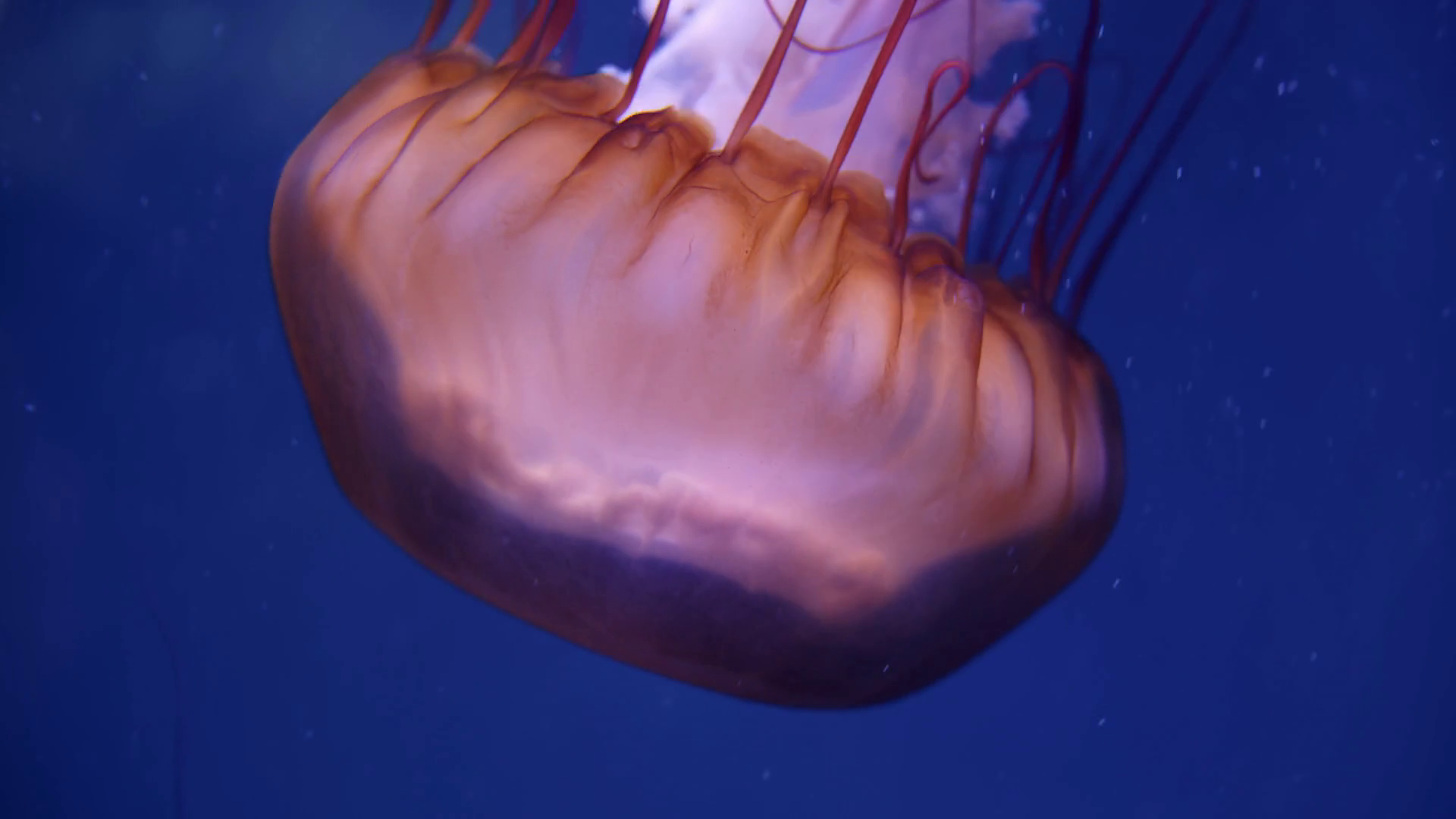 Large Orange Jellyfish Gracefully Moves Stock Footage SBV-351679201 ...