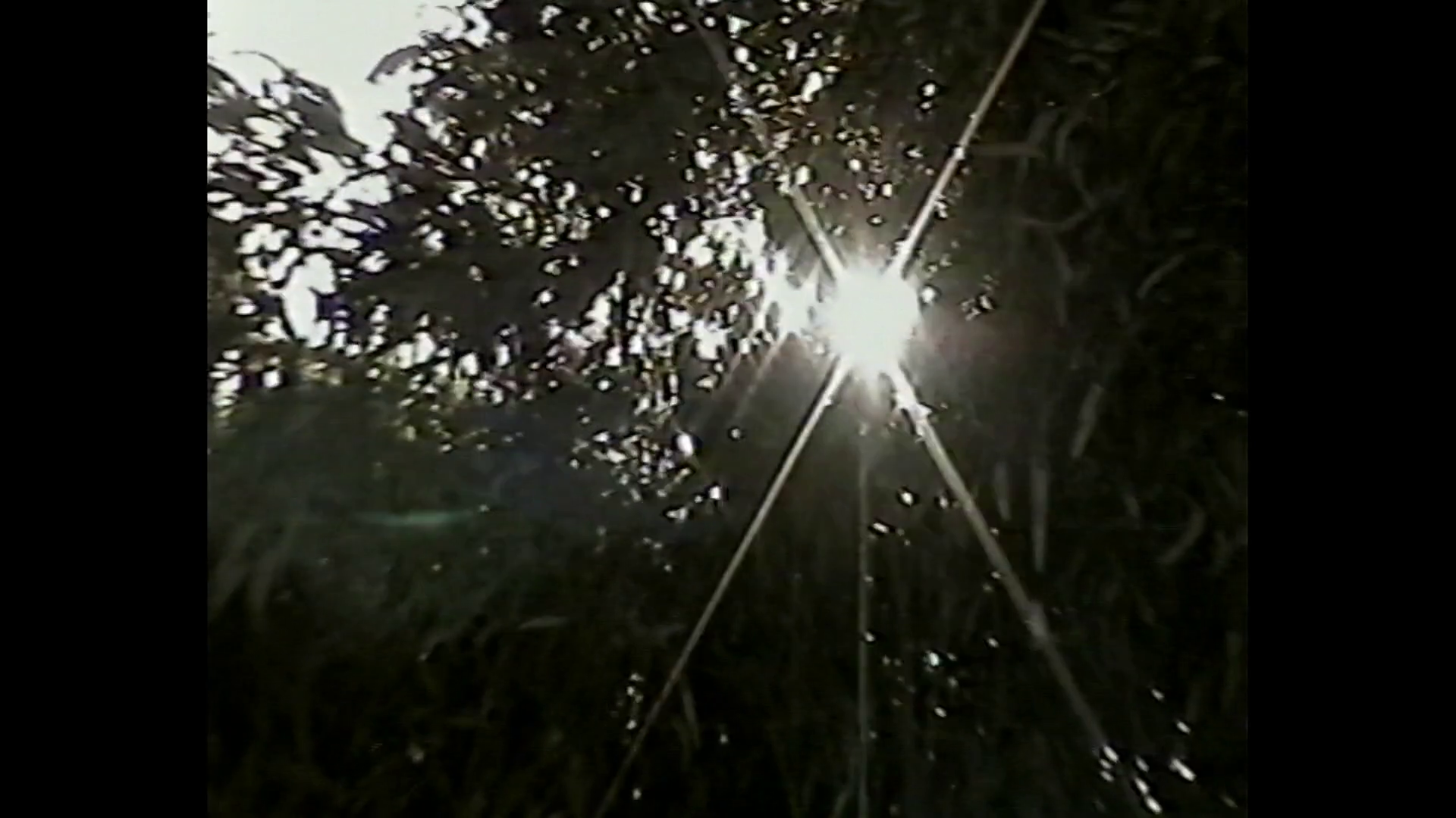 Bright Sun Peeking Through Treetops With Stock Footage SBV-353134087 ...