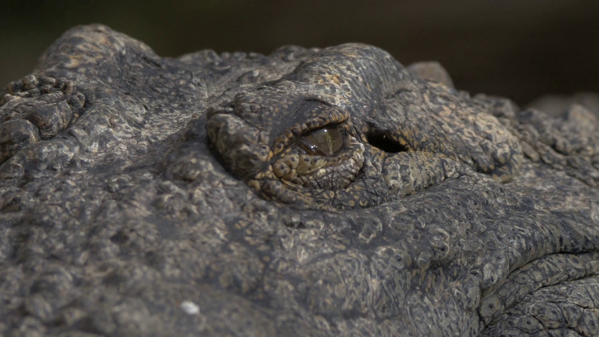 Close-up Shot Of Crocodile Head Eyes With Stock Footage SBV-311791480 ...