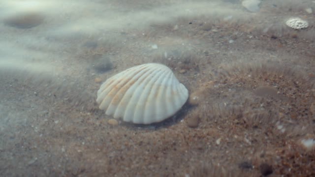Shell Stock Footage: Royalty-Free Video Clips - Storyblocks