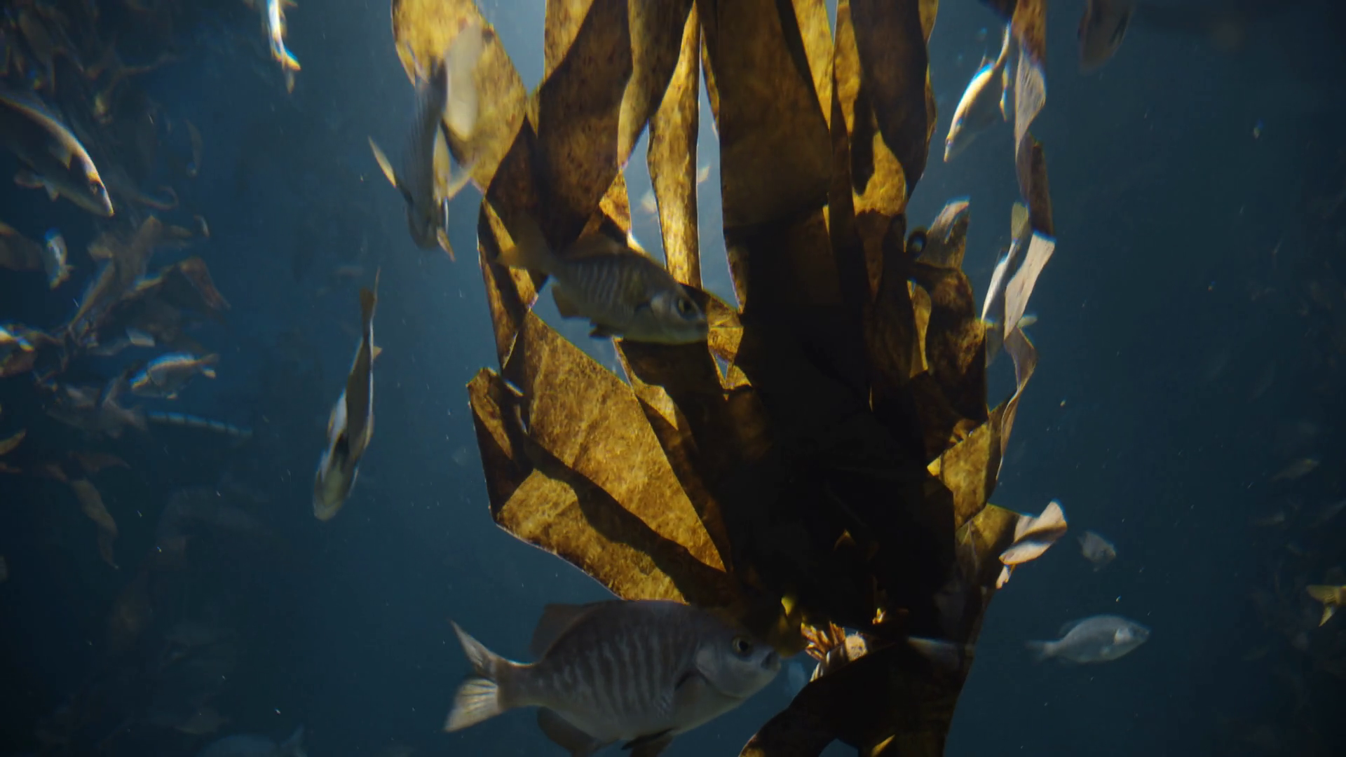 Kelp Sea Fish Underwater Stock Footage SBV-347274190 - Storyblocks