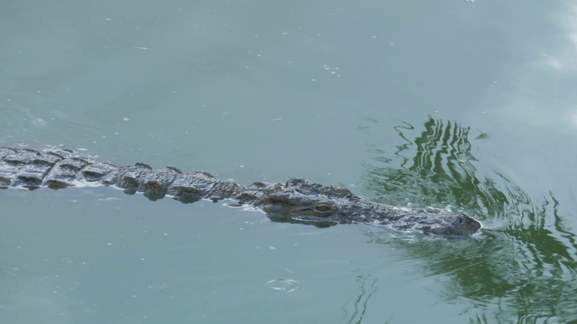 A Crocodile Is Slowly Swimming In Bright Stock Footage SBV-338066175 ...