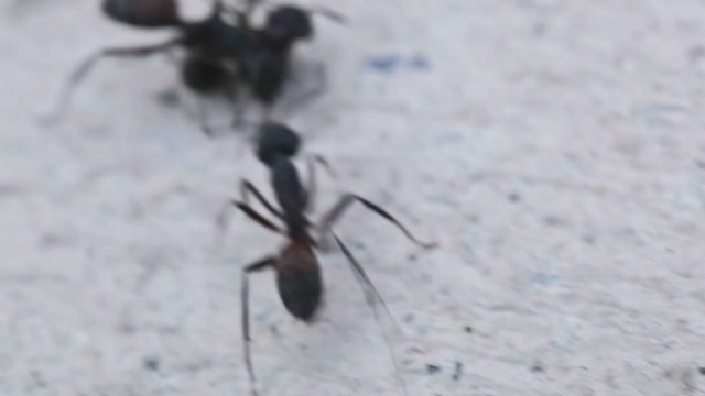 Animated Ant Stock Footage: Royalty-Free Video Clips - Storyblocks