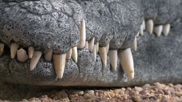 Animal Teeth Stock Footage: Royalty-Free Video Clips - Storyblocks