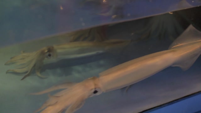 Giant Squid Stock Footage: Royalty-Free Video Clips - Storyblocks