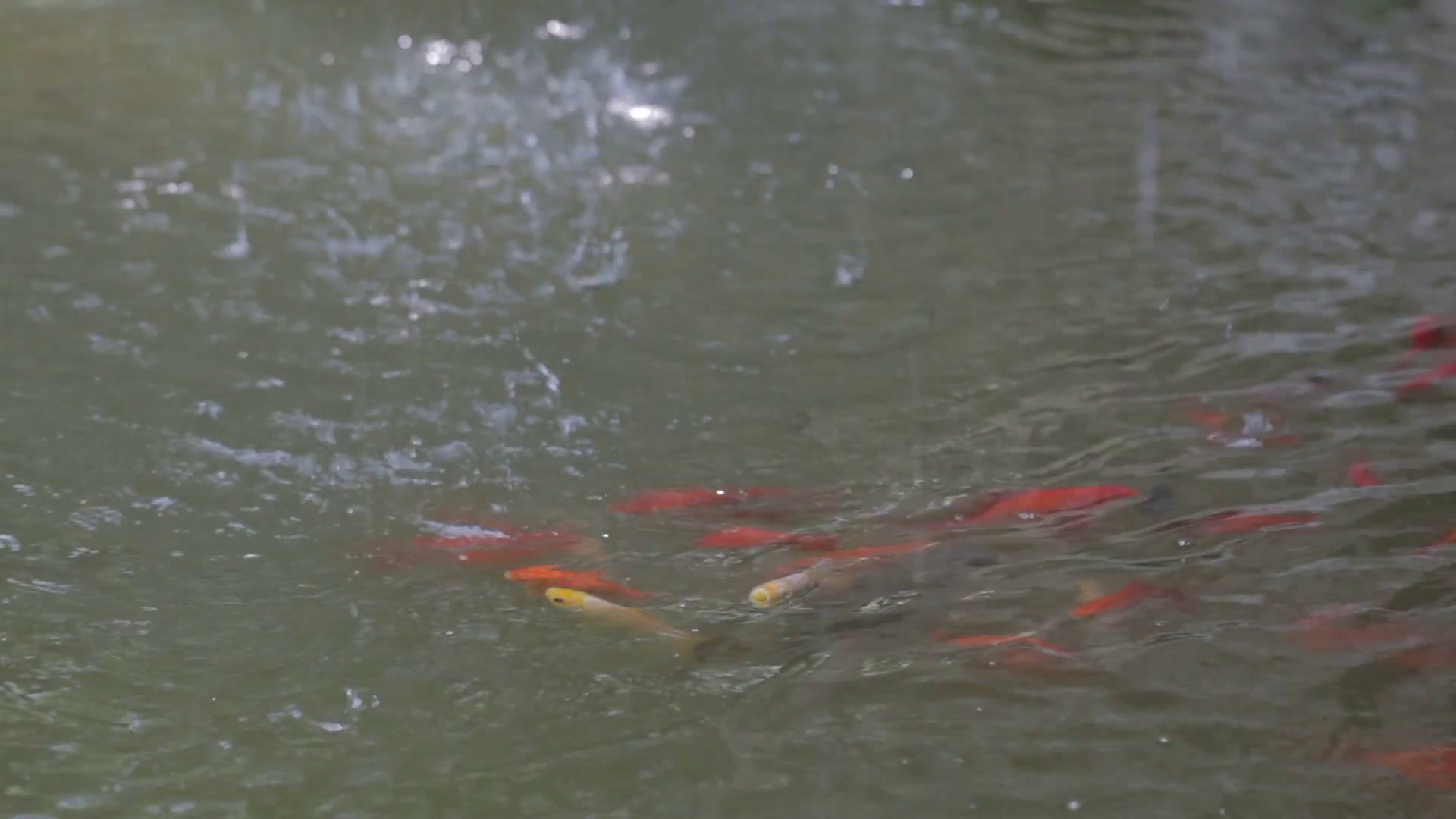 Golden Fishes In Turbidness Water Rain Stock Footage SBV-338043867 ...