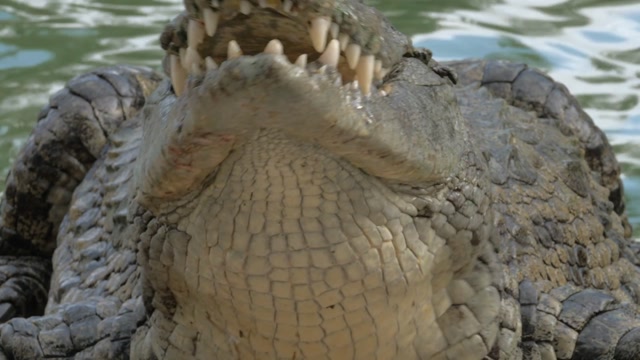 Scary Animal Stock Footage: Royalty-Free Video Clips - Storyblocks