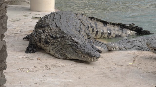 Crocodile Attacking Person Stock Footage: Royalty-Free Video Clips ...