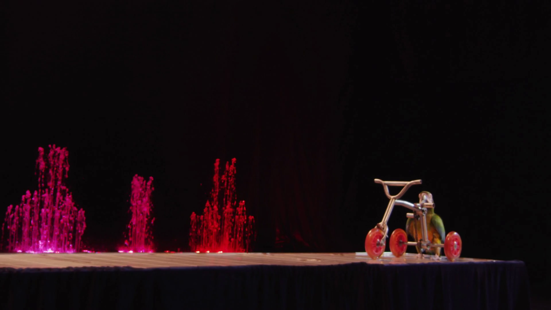 Moscow Russia - February 21 2011: Trained Stock Footage SBV-337998650 ...