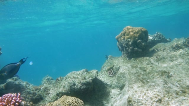 Rottnest Island Snorkliing Stock Footage: Royalty-Free Video Clips ...