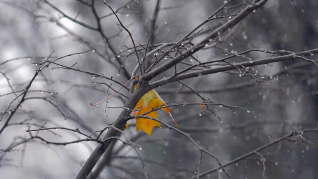 Falling Tree Leaf Stock Footage: Royalty-Free Video Clips - Storyblocks