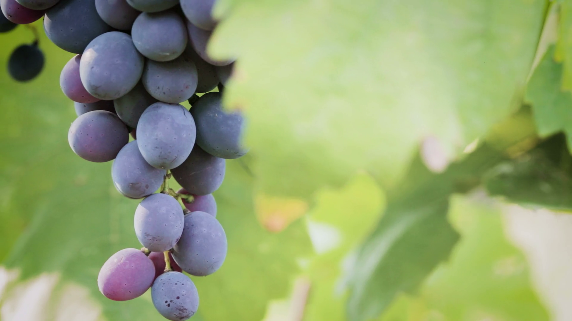 Organic Red Grapes On Grapevine Summer Dolly Stock Footage SBV ...