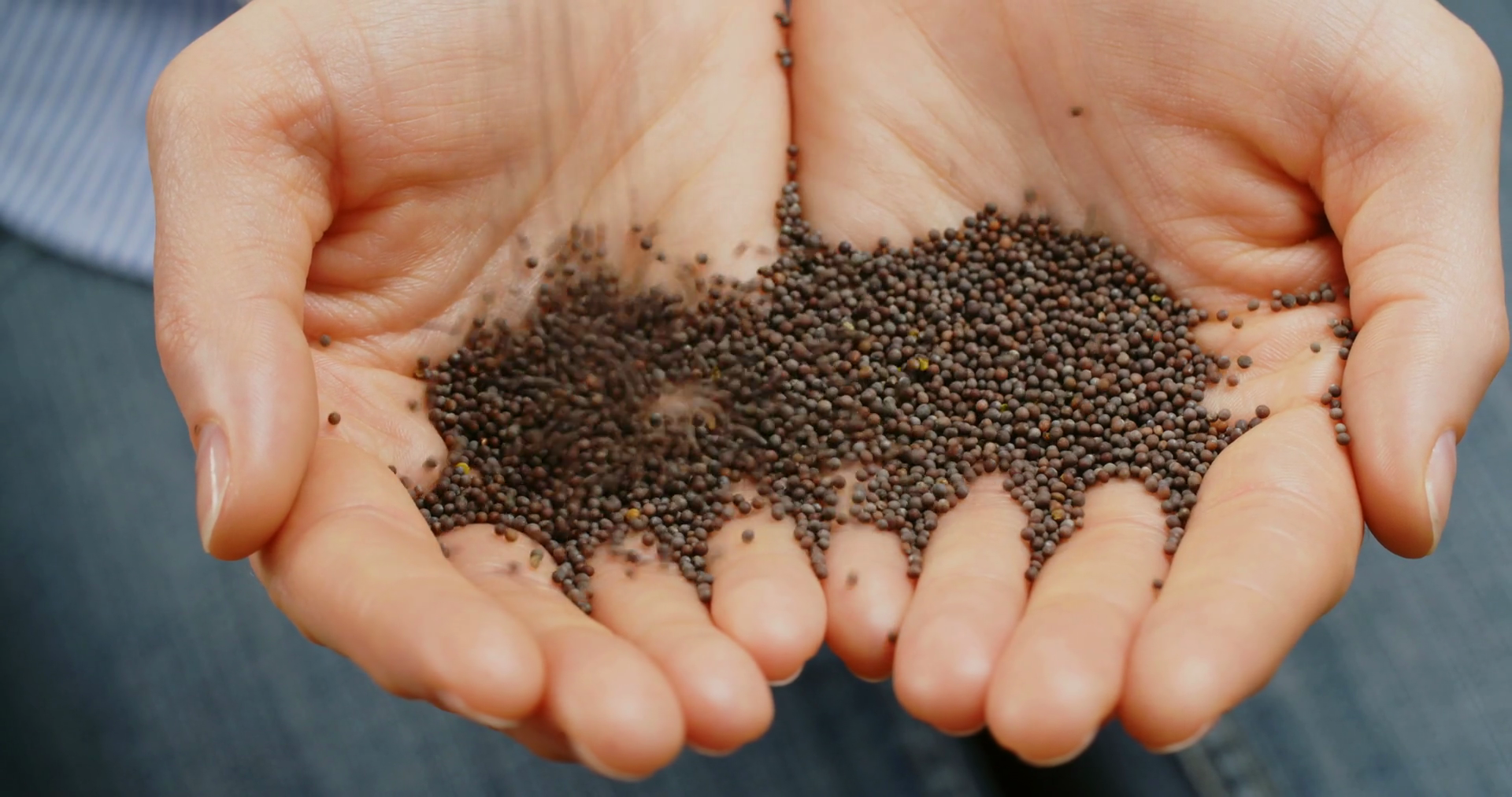 Slow motion closeup shot of mustard seeds pouring in open female hands ...