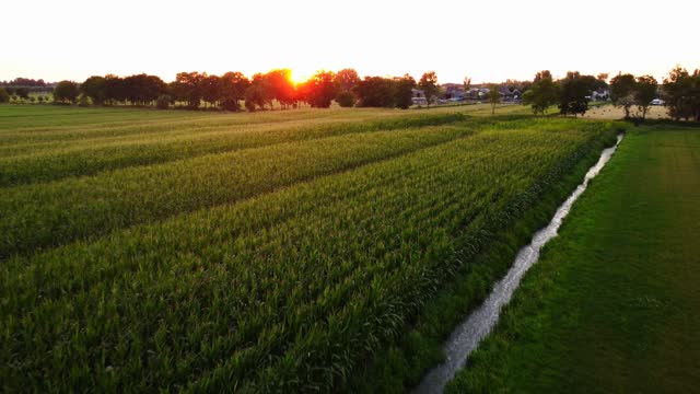Sun Rays Over Crops Stock Footage: Royalty-Free Video Clips - Storyblocks