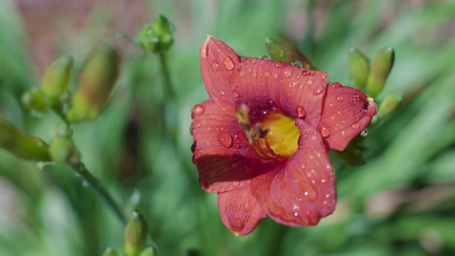Beautiful Buds Stock Footage: Royalty-Free Video Clips - Storyblocks